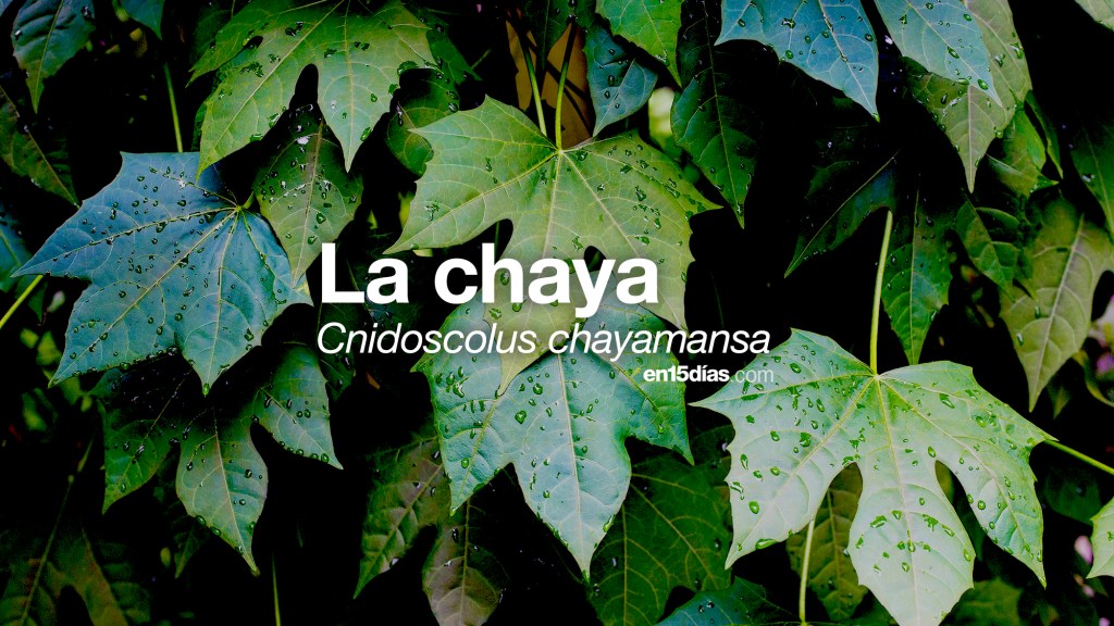 La chaya, un tesoro nutricional
