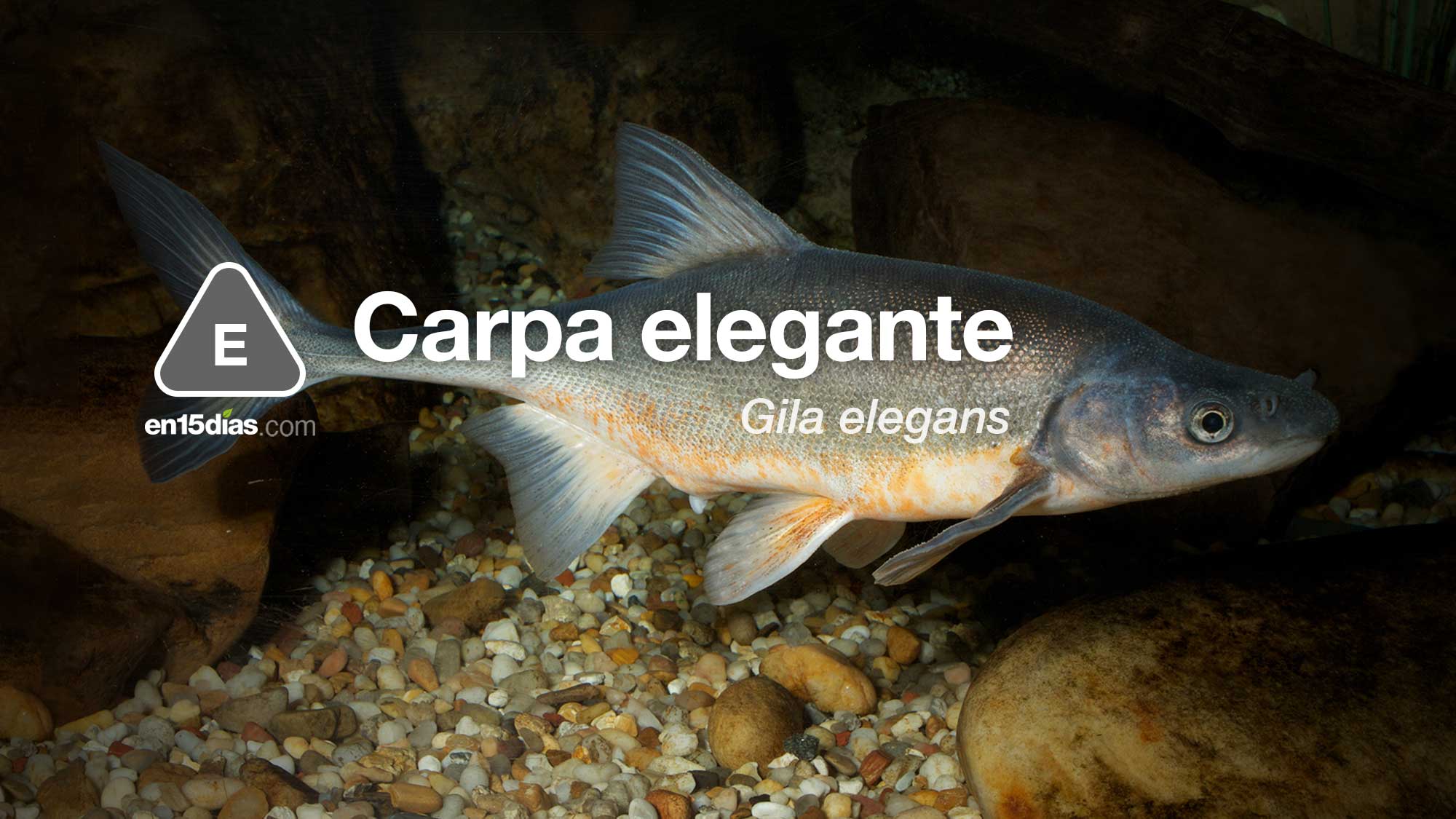 Carpa elegante, especie probablemente extinta