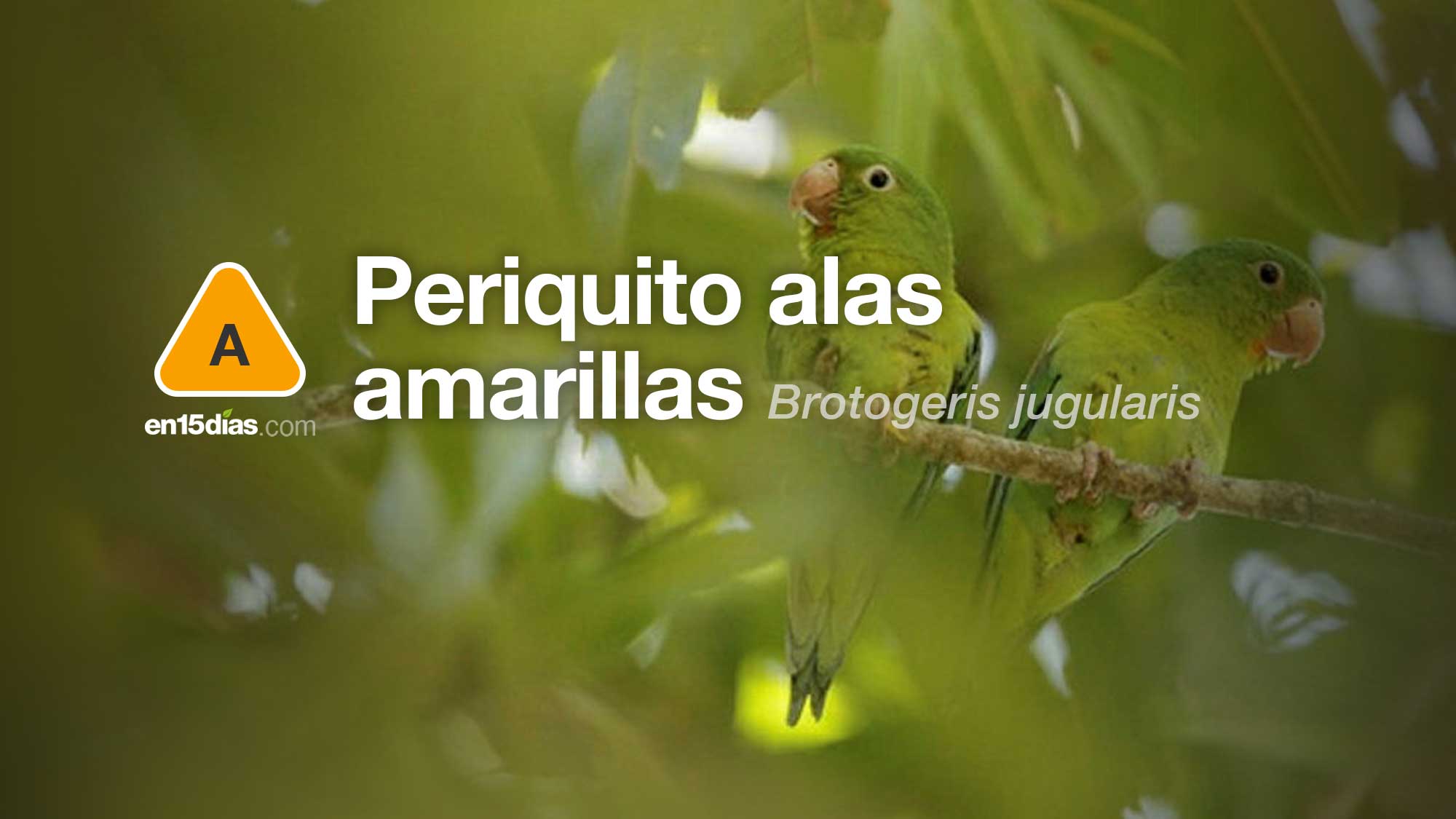 Periquito alas amarillas, especie amenazada
