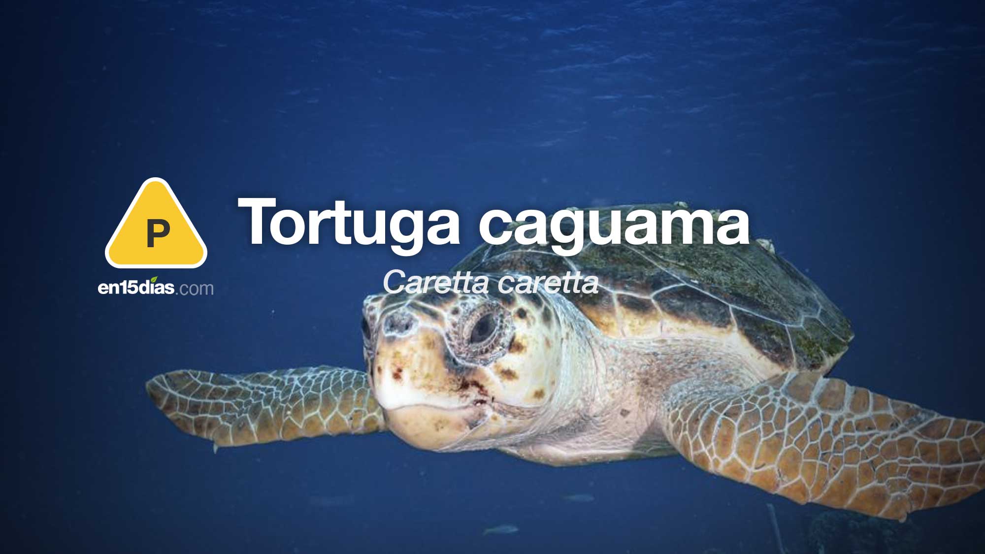 Tortuga Caguama, especie en peligro de extinción