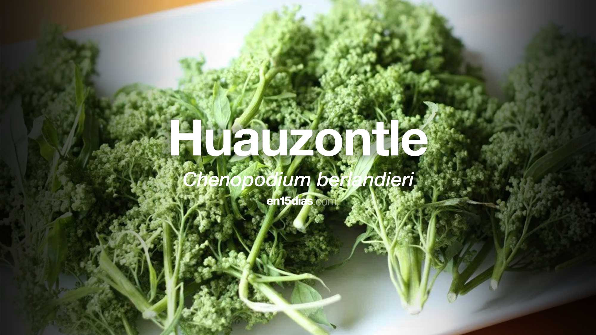 Huauzontle, el quelite vuelto manjar