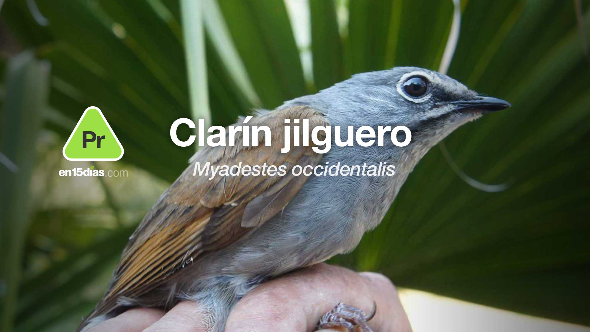 El Clarín jilguero, especie sujeta a protección especial