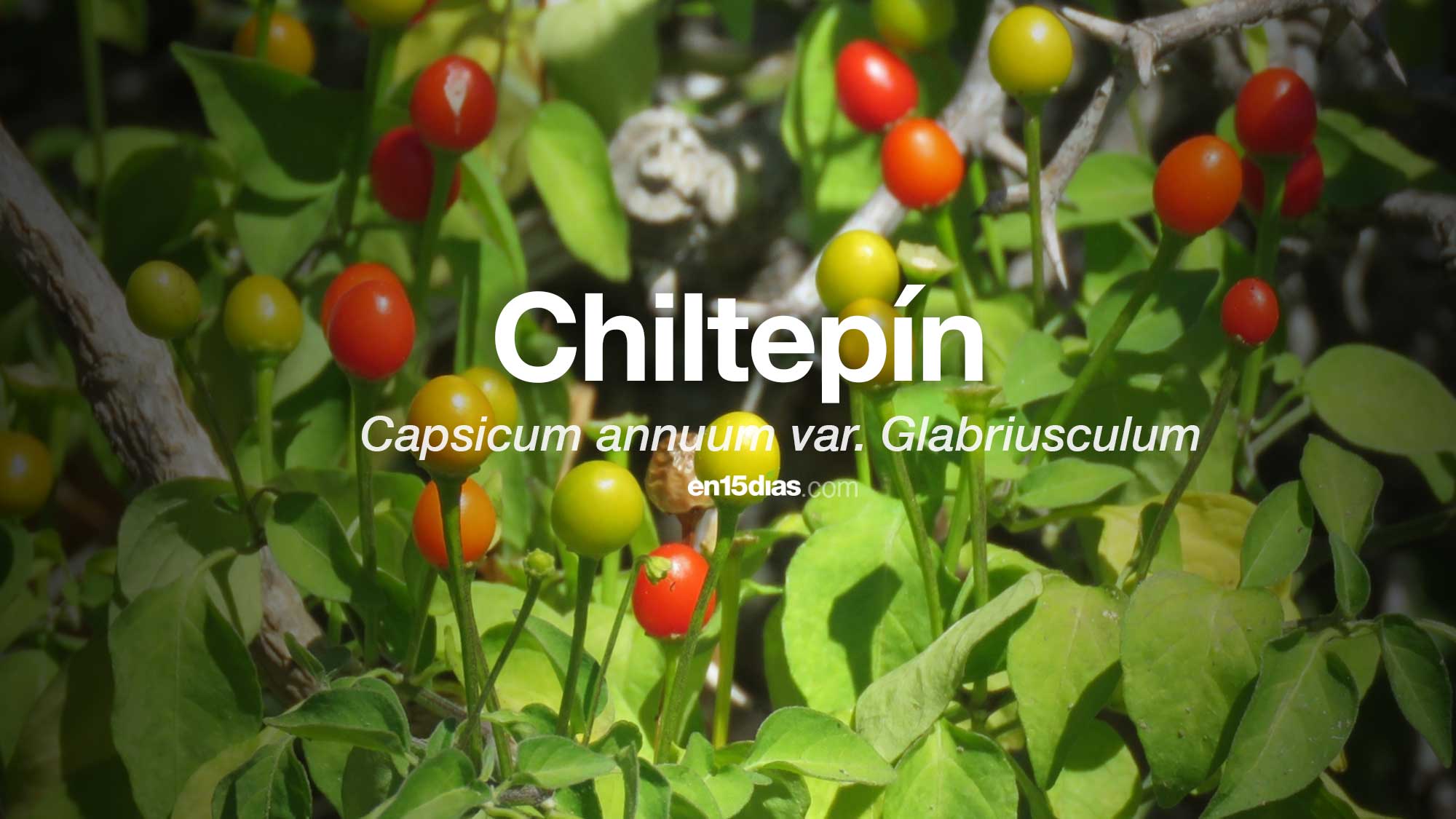 El Chiltepín, chiquito pero picoso