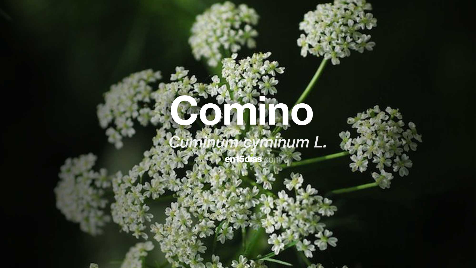 El Comino, aromático y abrasador