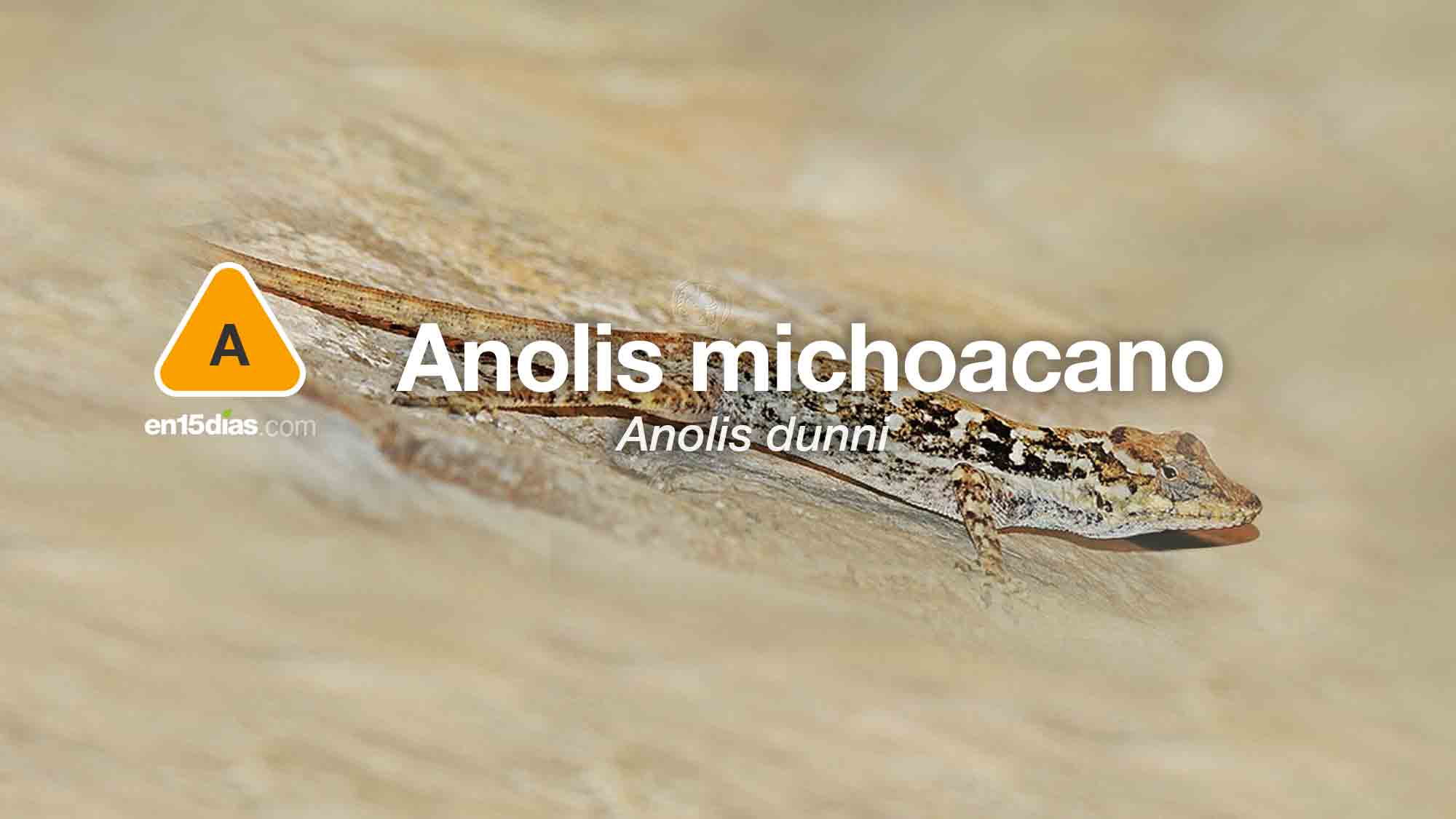 Anolis michoacano, especie amenazada