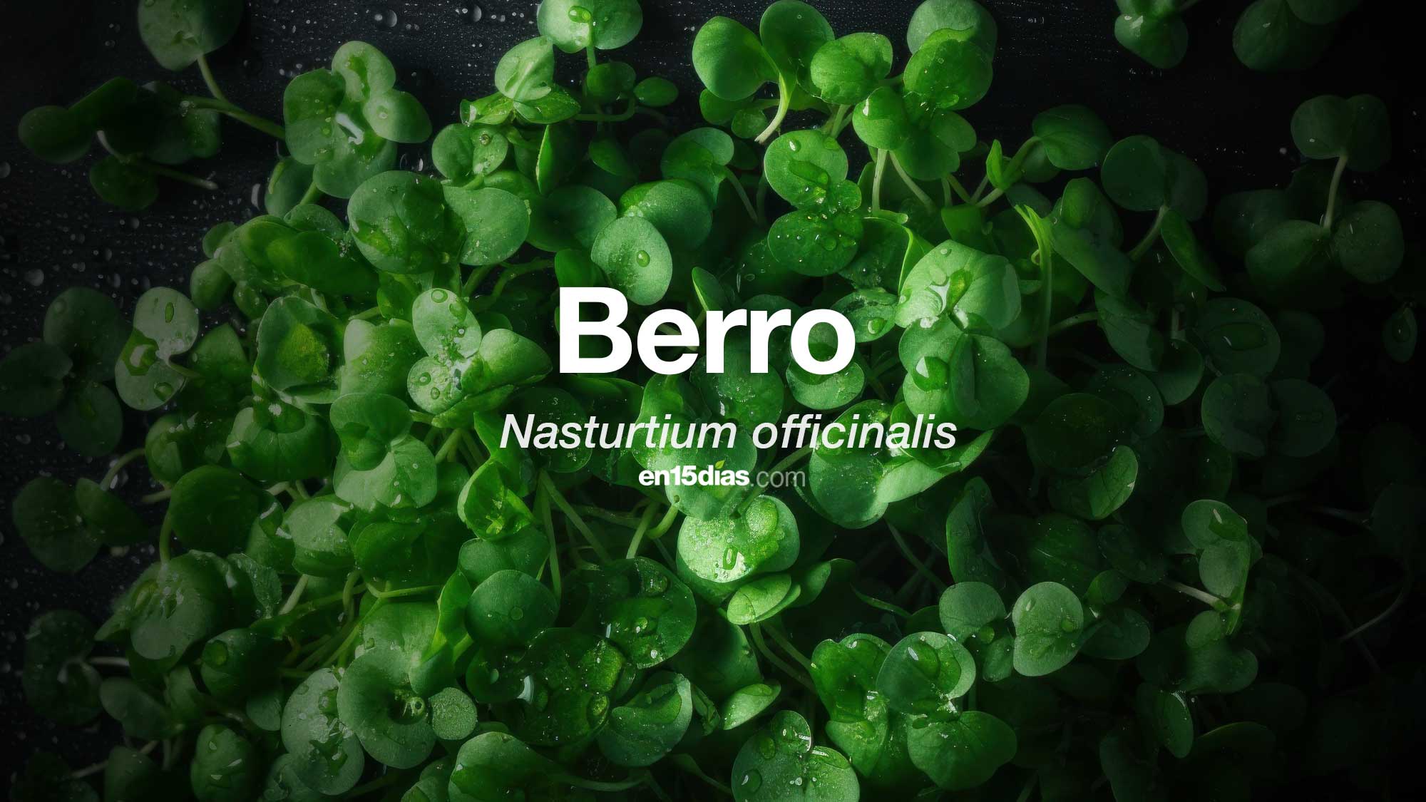 Berro, especie exótica y nutriente