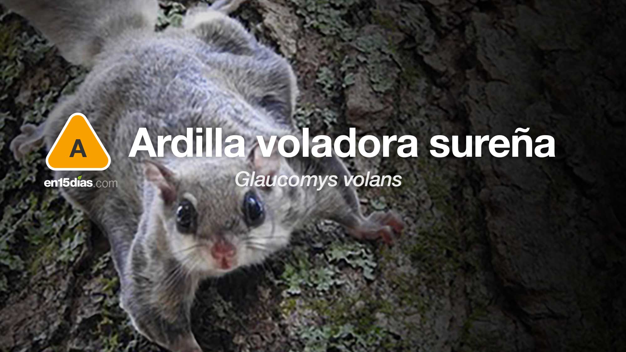 Ardilla voladora sureña, especie amenazada