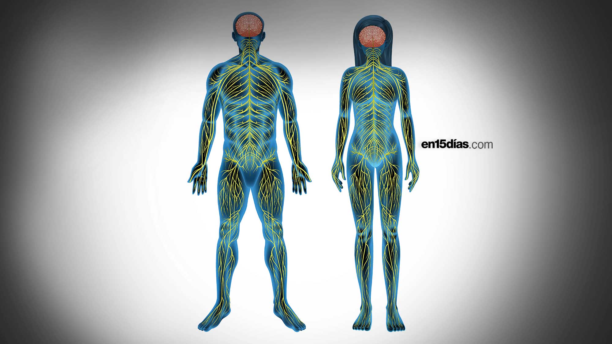¿Qué es la Esclerosis Lateral Amiotrófica?