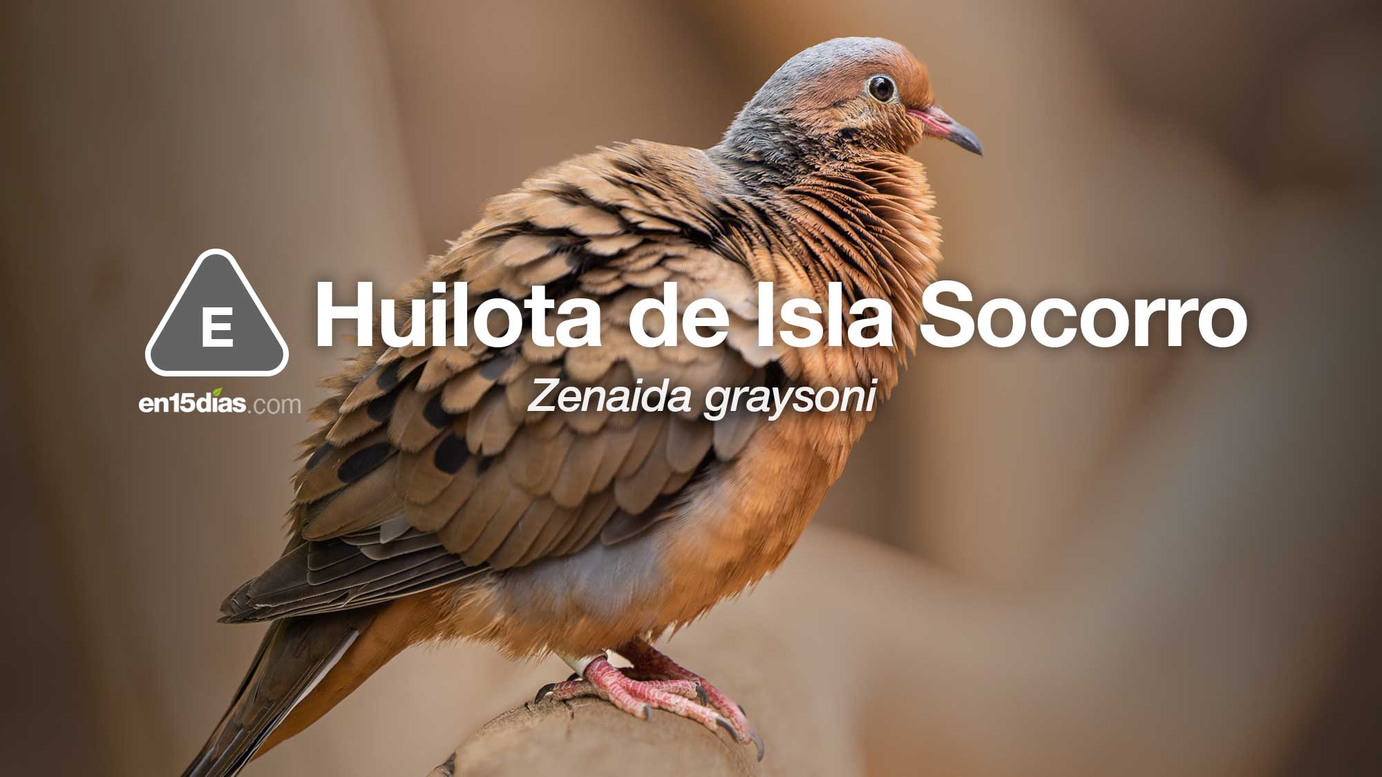 Huilota de Isla Socorro, especie probablemente extinta