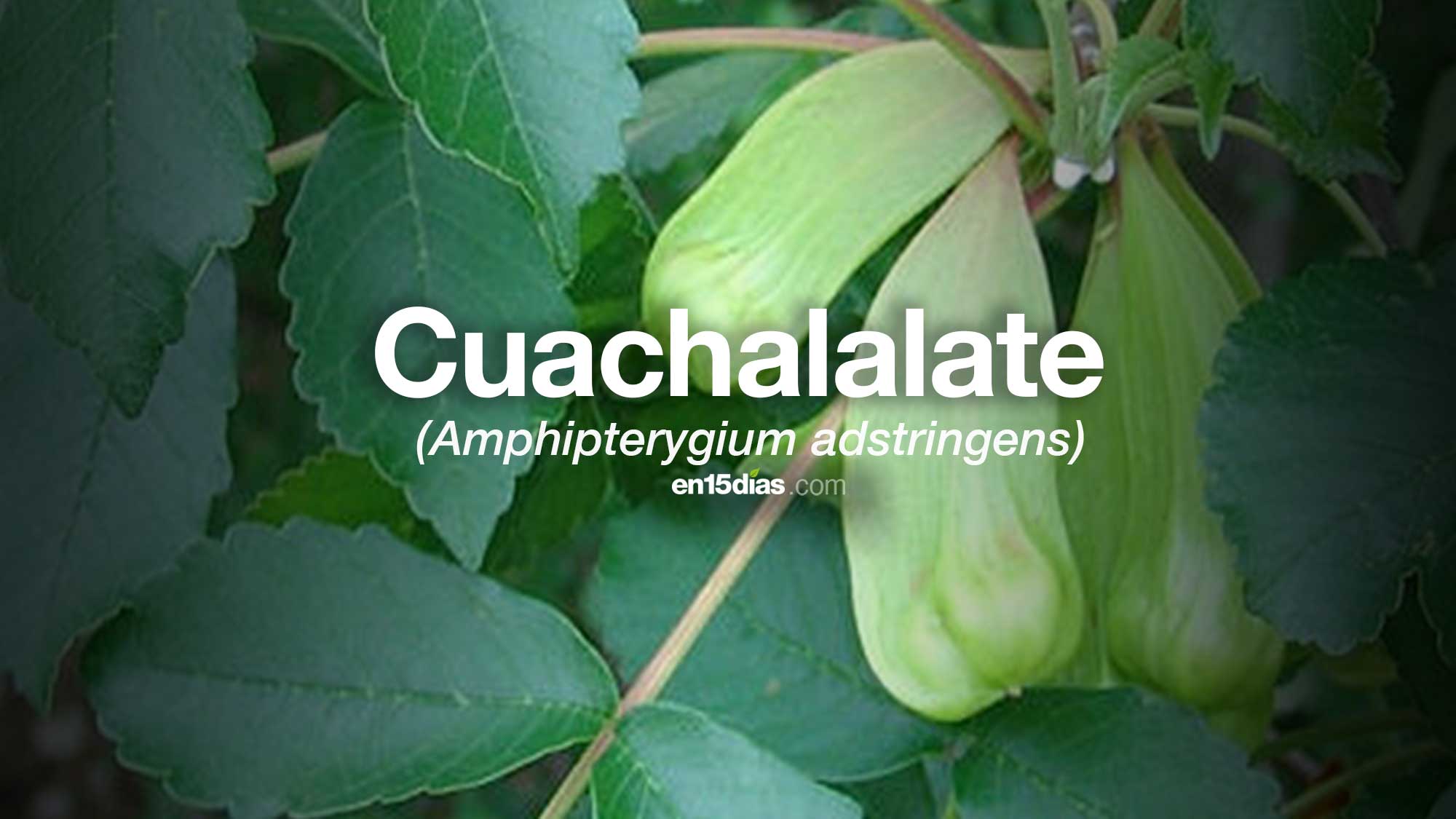 Cuachalalate, el árbol de la chachalaca