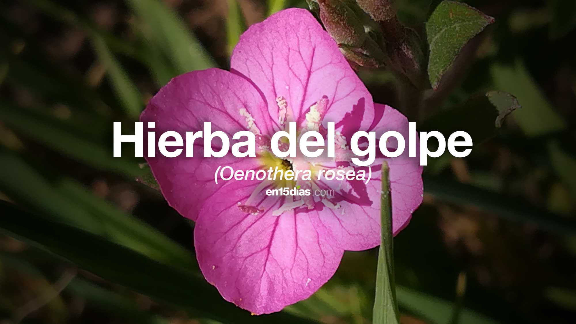 Hierba del golpe, sonrosada y medicinal