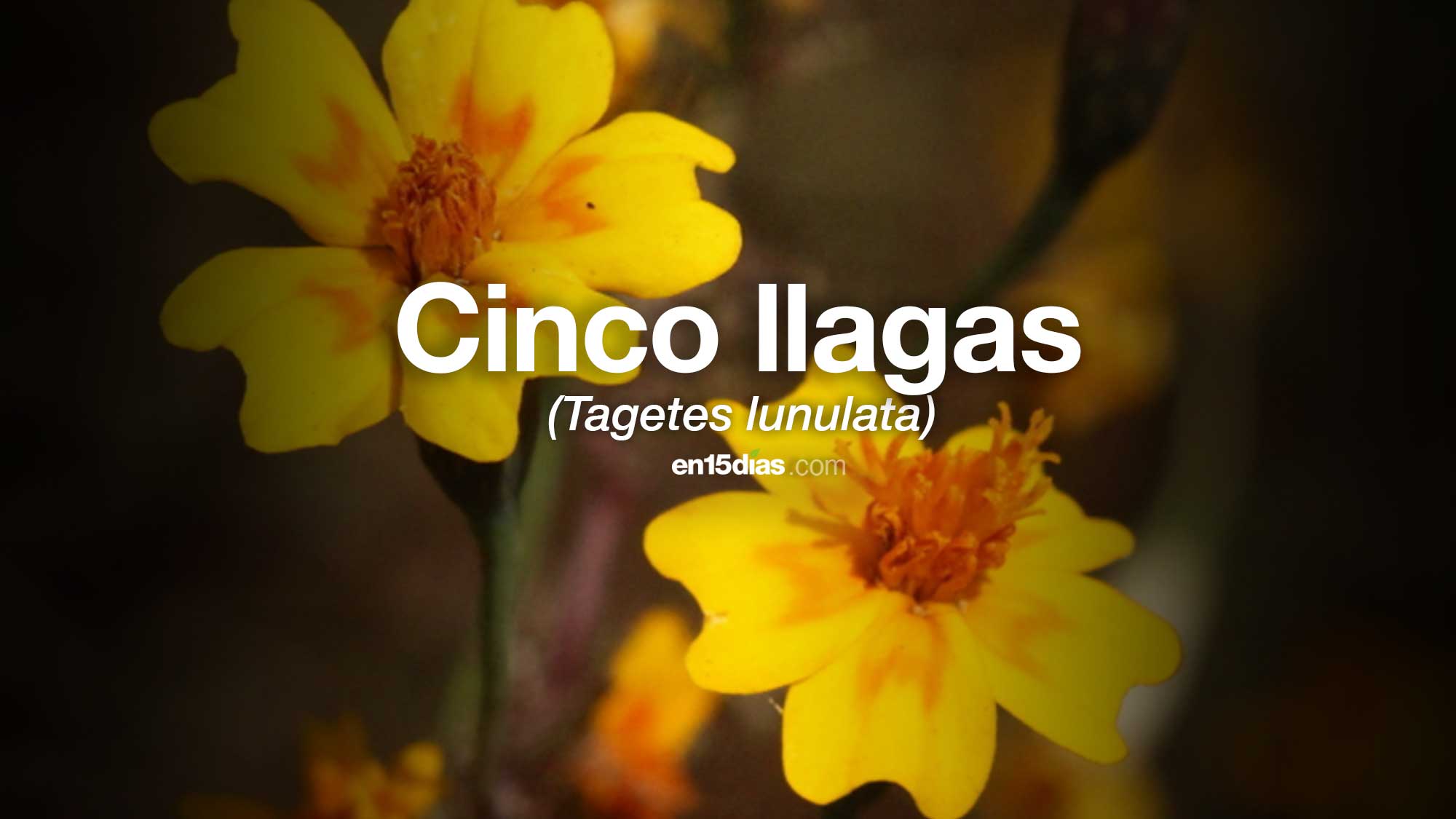 Cinco llagas, la Flor de muerto