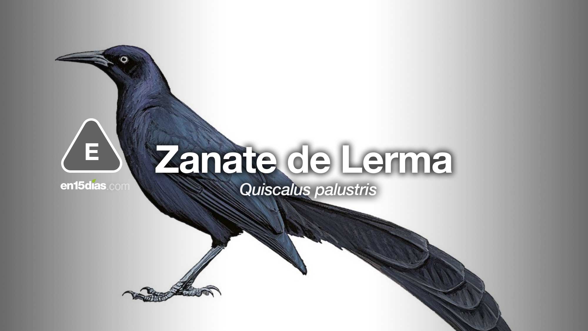 Zanate de Lerma, el ave brillante prehispánica