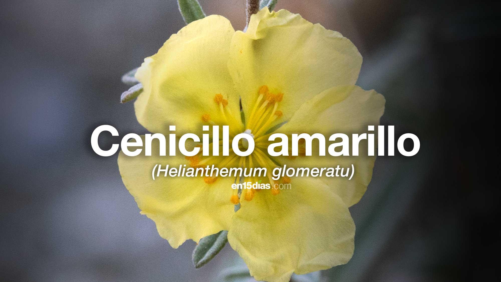 Cenicillo Amarillo, la Juanita Sanalotodo