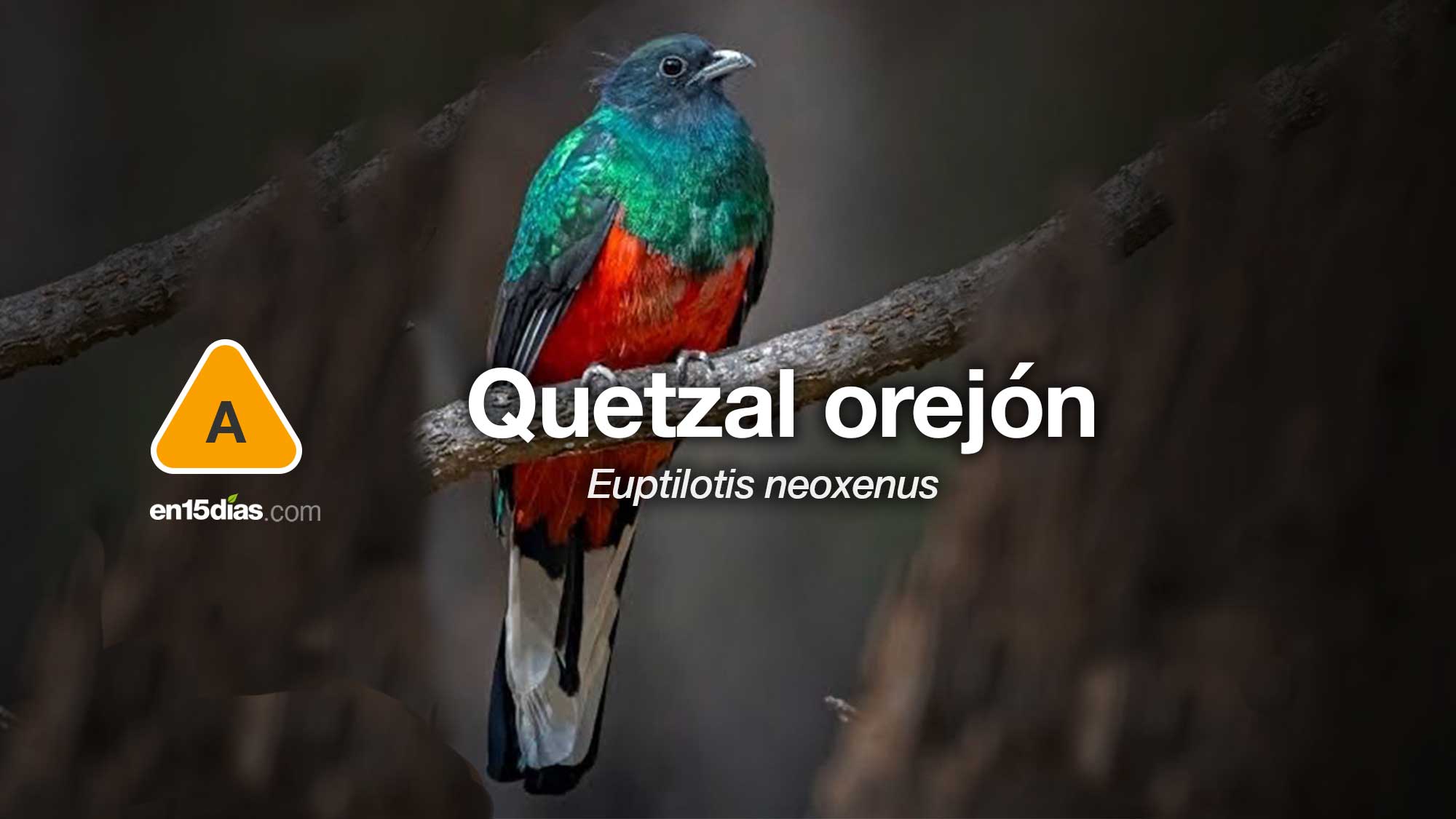 Quetzal Orejón, el trogón silbador