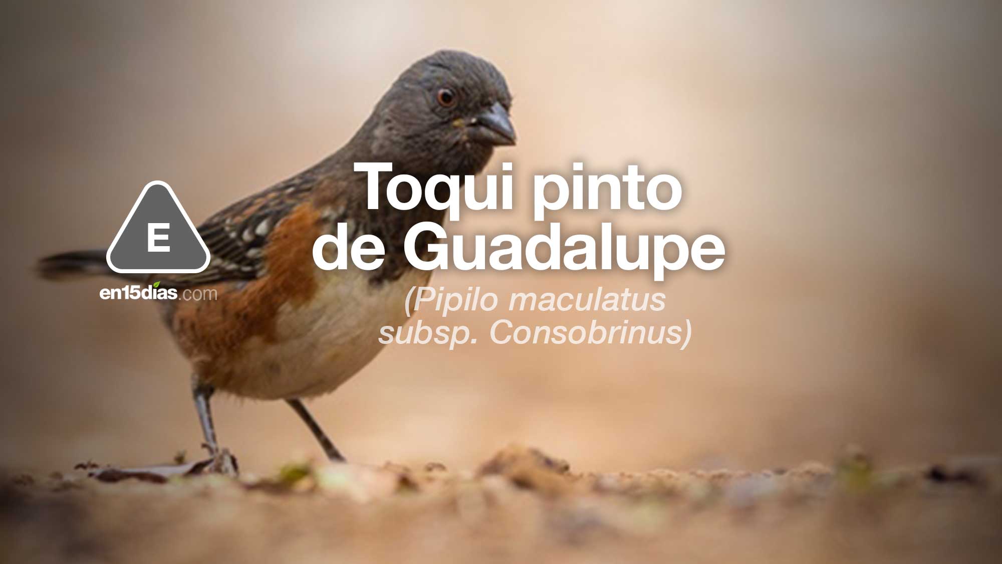 Toqui pinto de Guadalupe, endémica y extinta