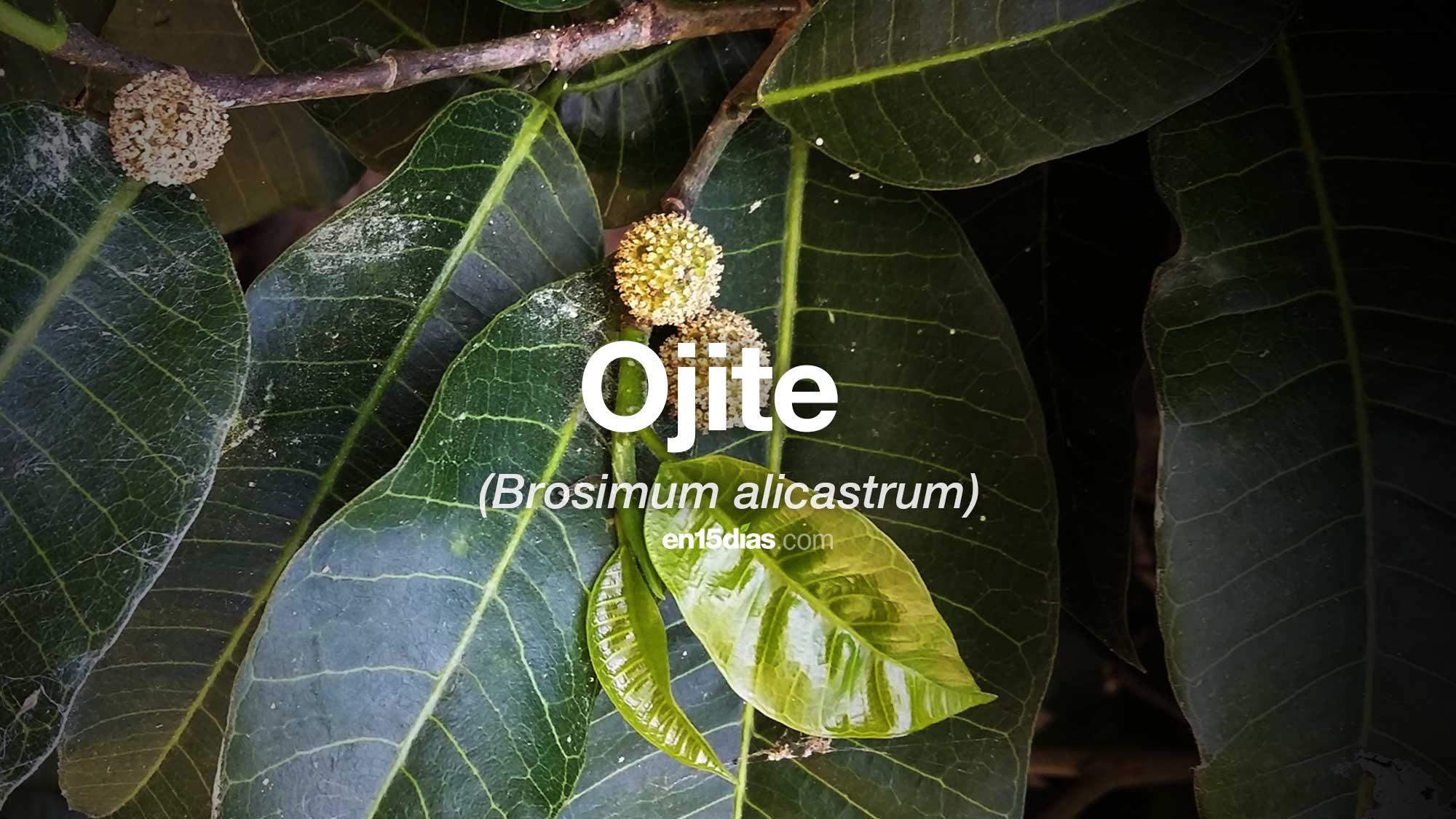 Ojite, el sustituto alimenticio y medicinal