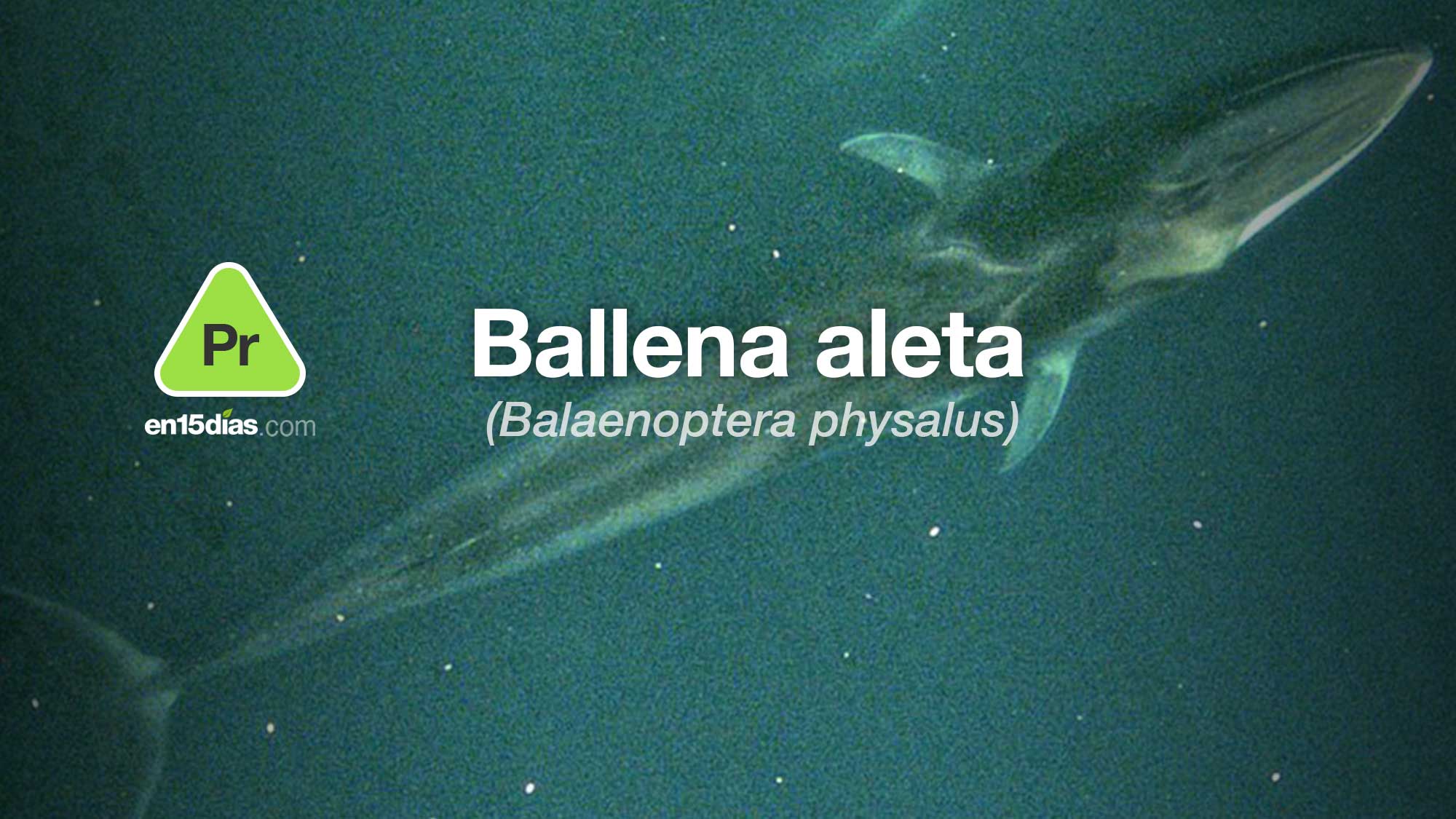 Ballena de aleta, el cetáceo nativo de México