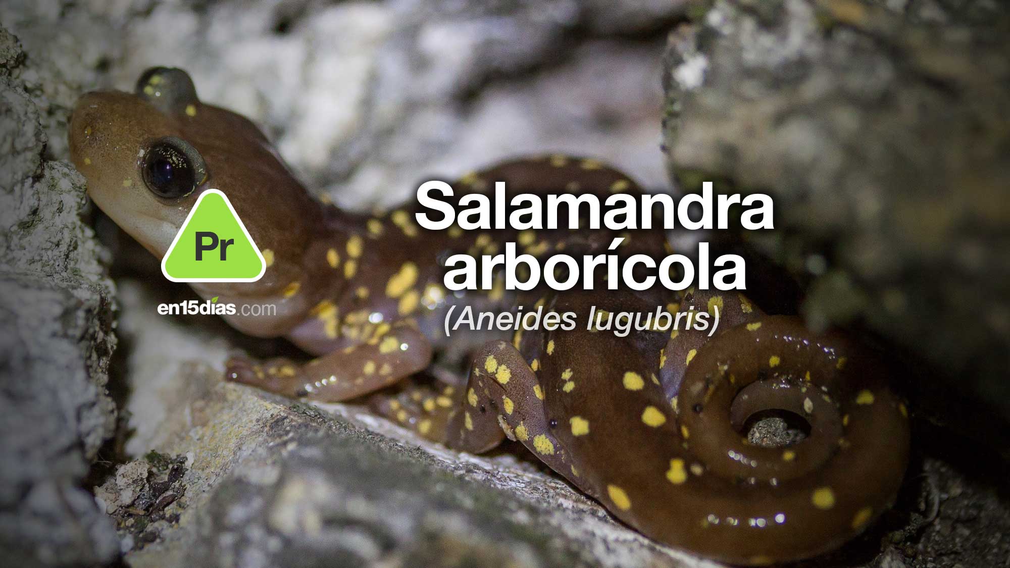 Salamandra arborícola, el anfibio sonriente