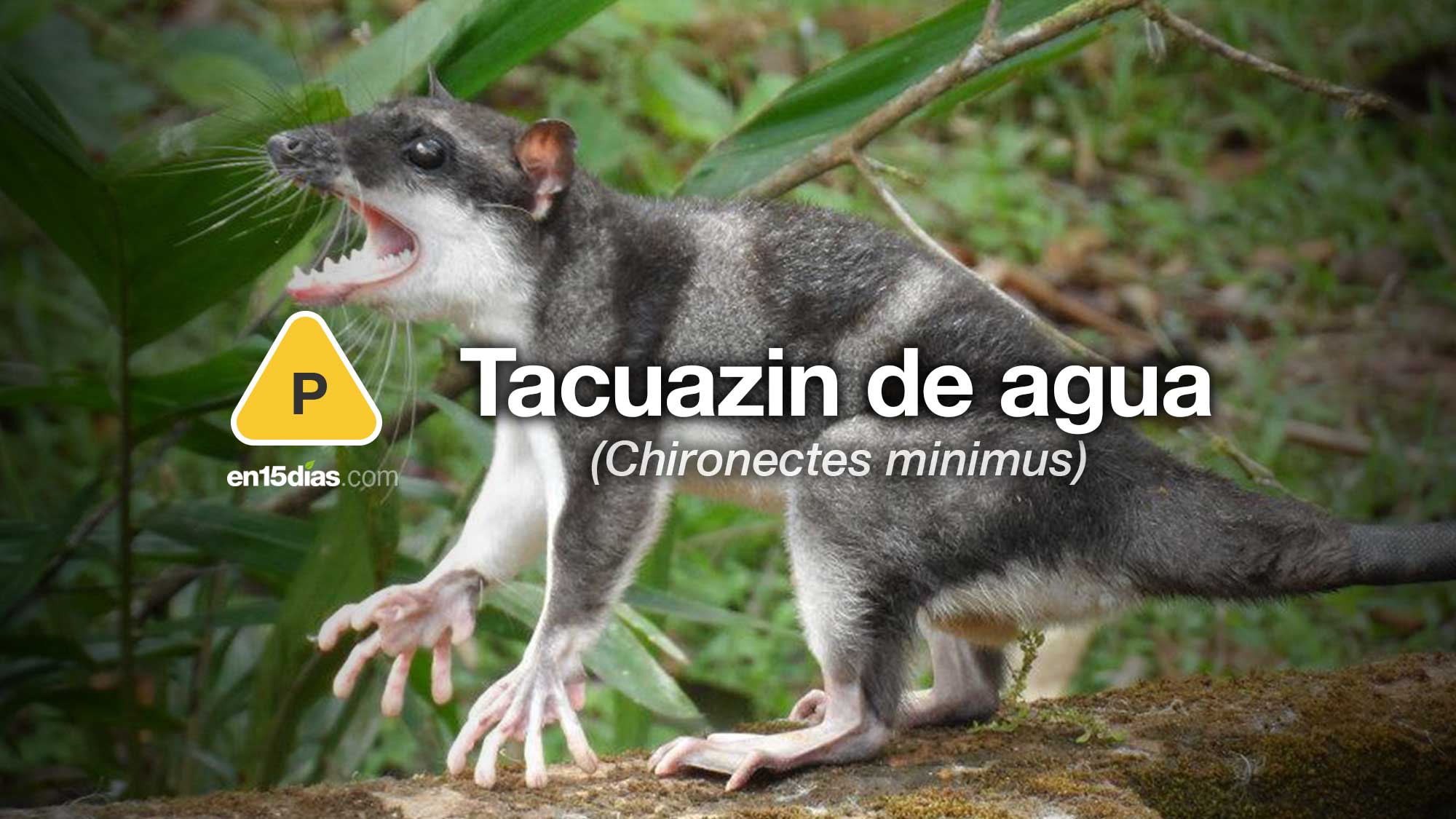 Tacuazín de agua, el Tlacuache acuático