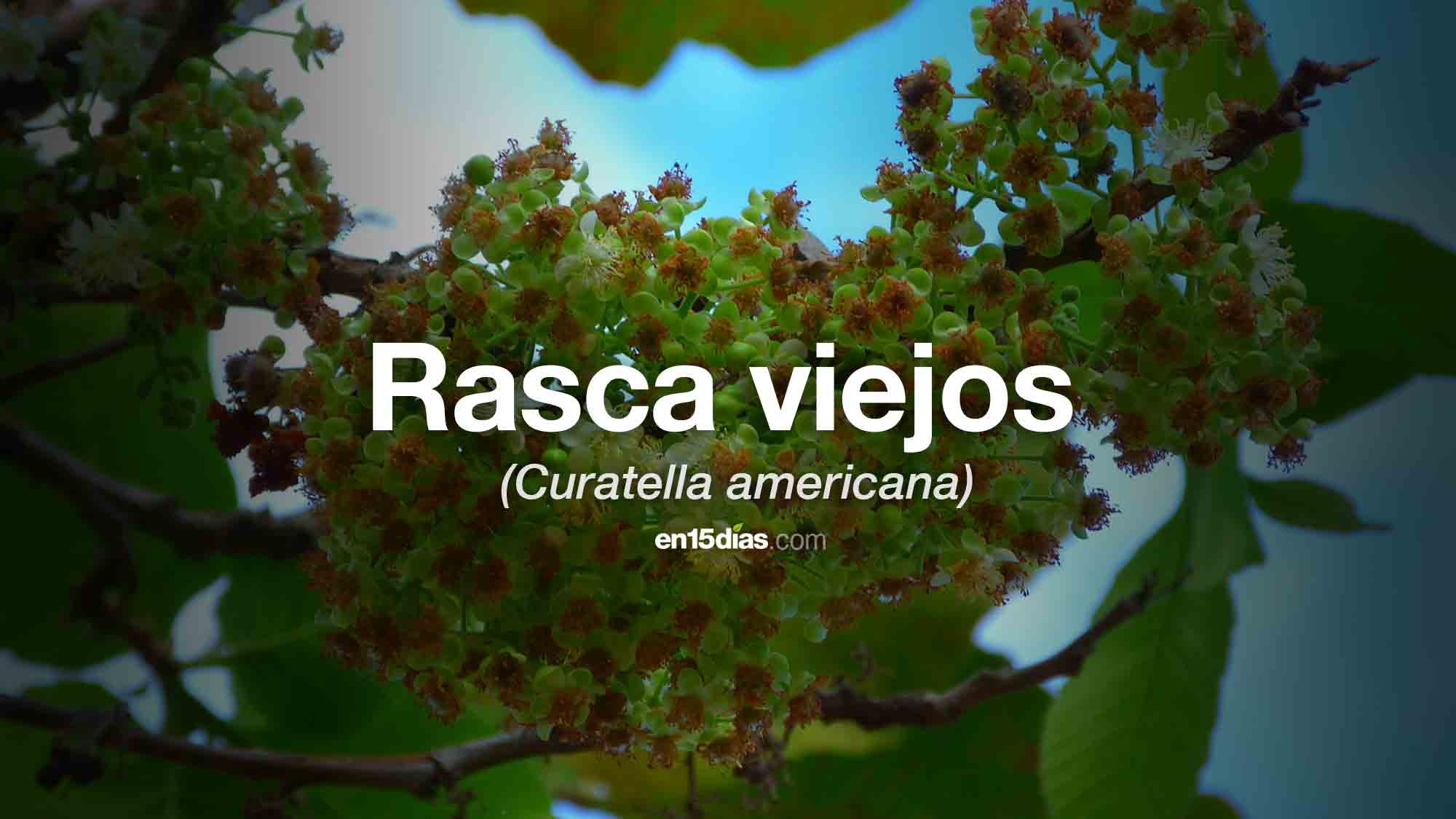 Rasca viejos, ideal para padecimientos gastrointestinales