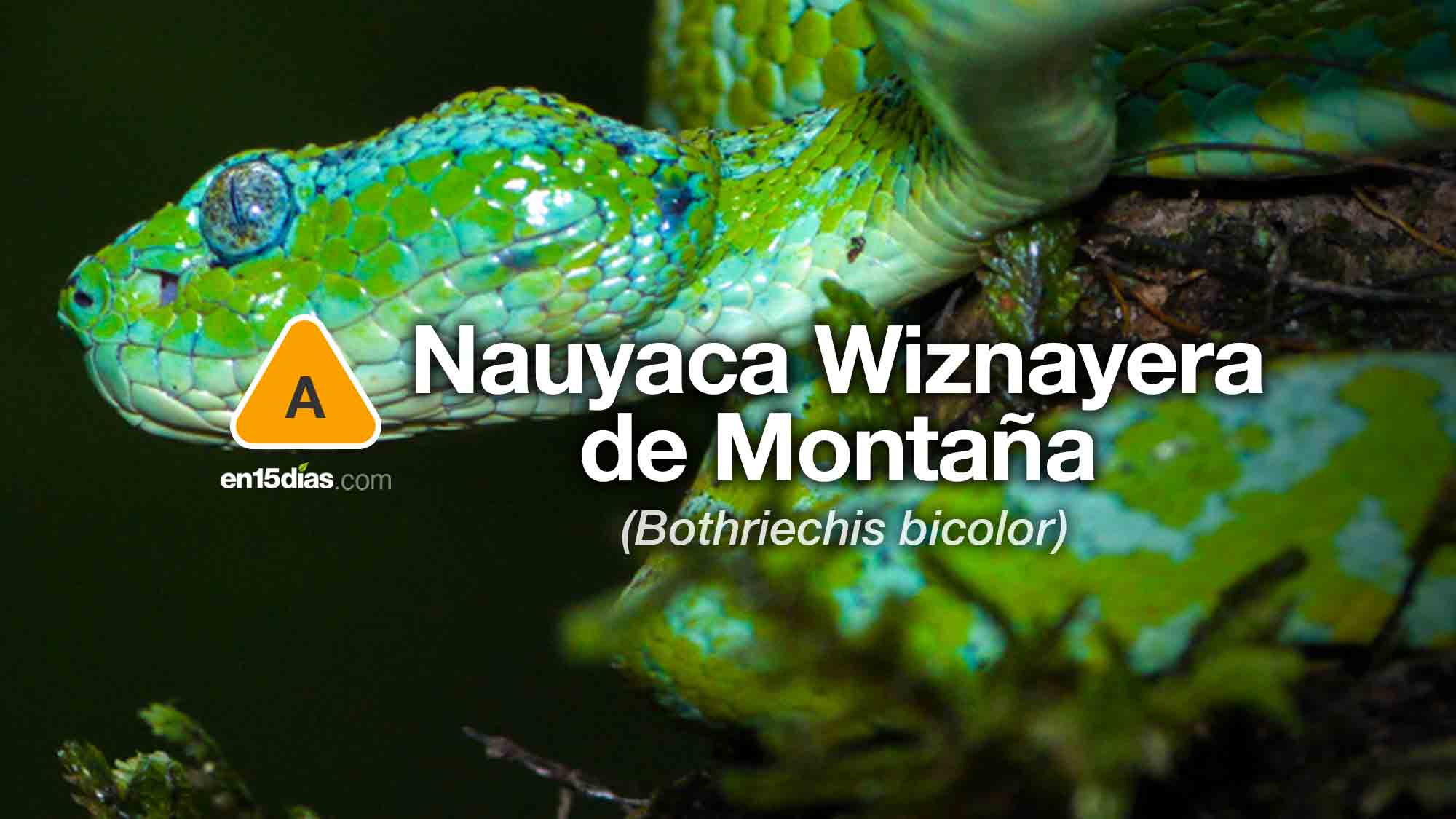 Nauyaca Wiznayera de Montaña, la víbora dos colores