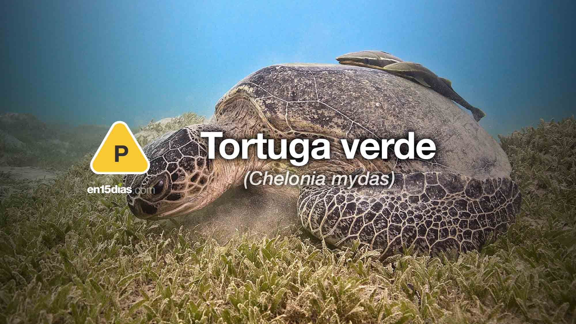 Chelonia mydas, la tortuga verde
