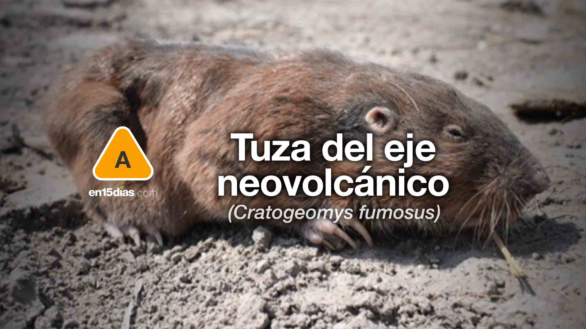 Tuza ahumada, la tuza del Eje Neovolcánico