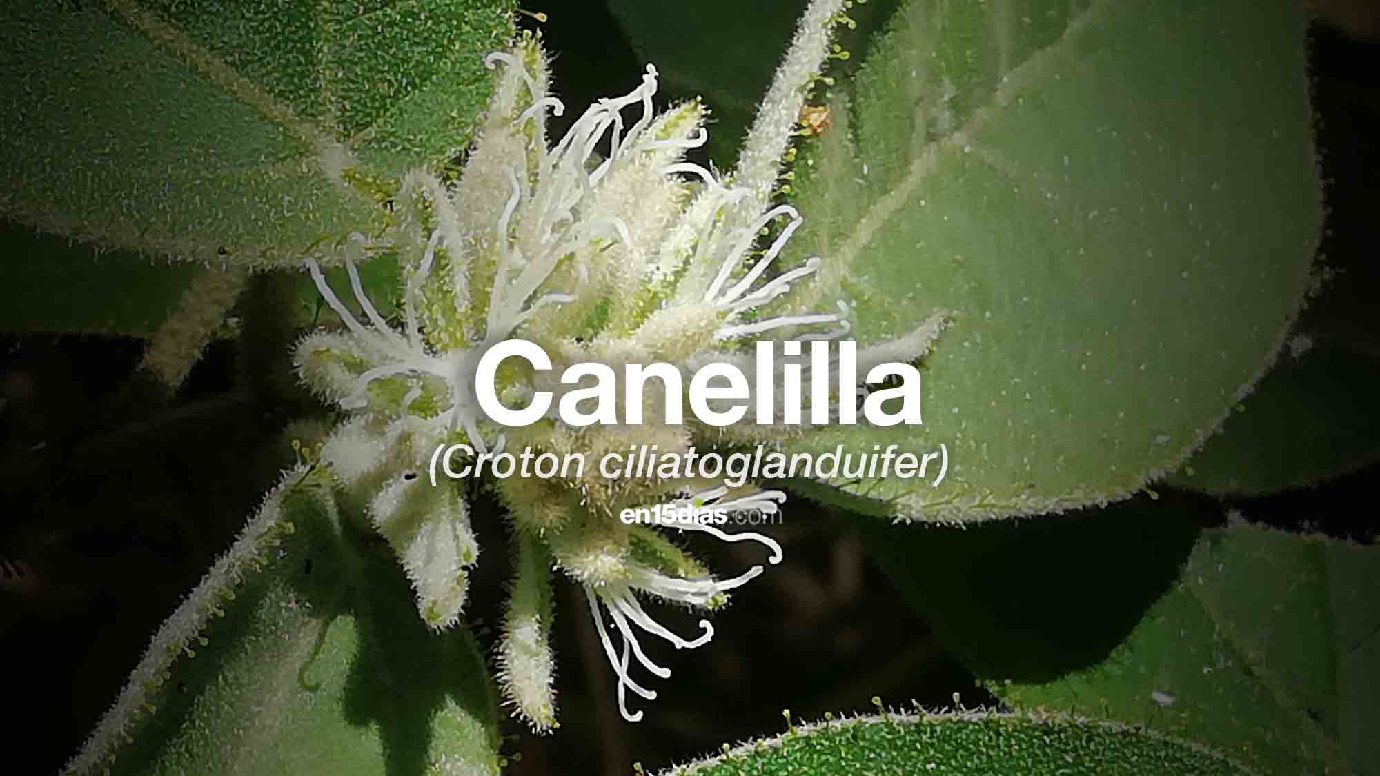 Canelilla, la rama blanca