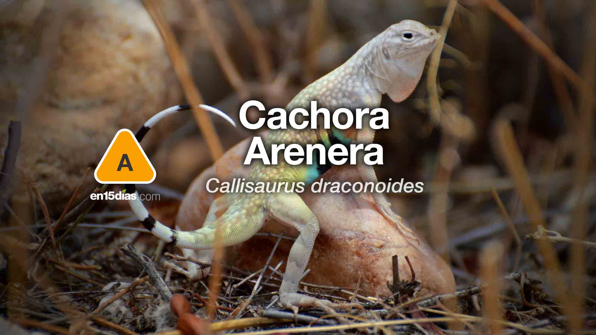 Cachora Arenera, la lagartija cola de cebra