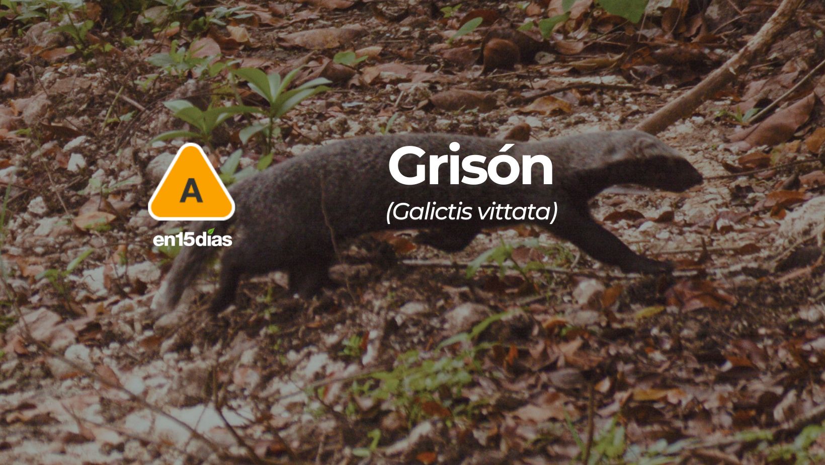 Grisón, el perro de agua