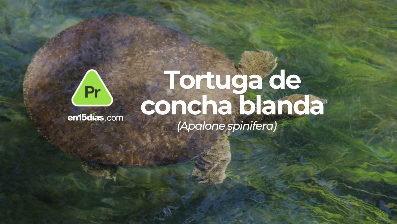 Casco suave espinosa, la Tortuga de Concha Blanda